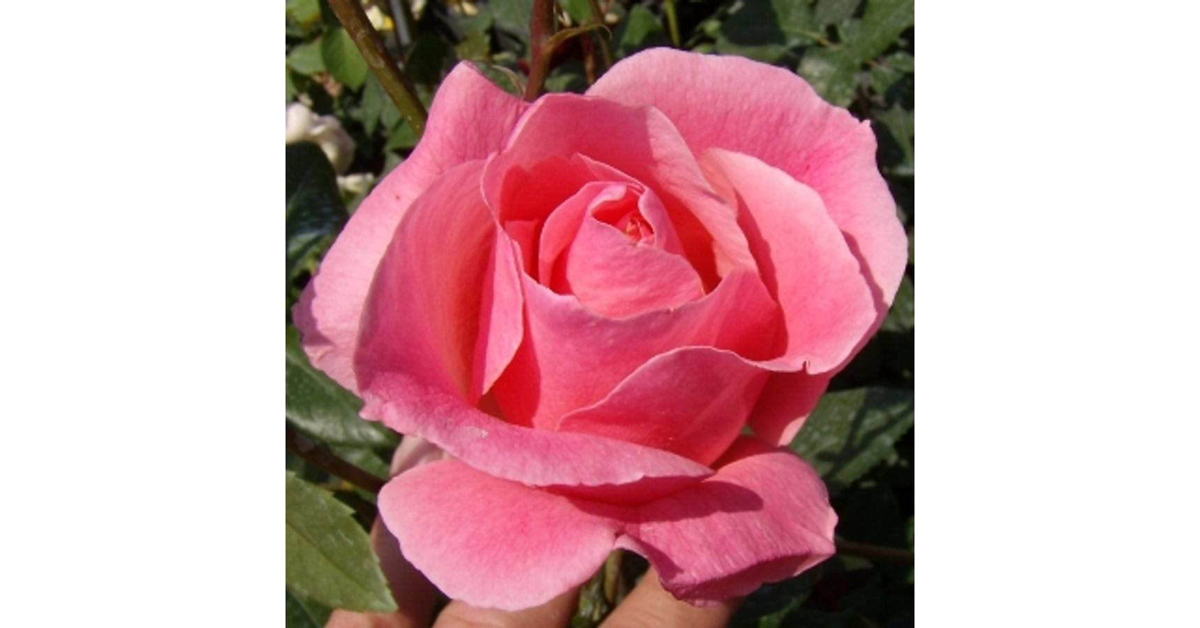 Rosa 'Queen Elizabeth' - közép rózsaszín virágágyi grandiflora ...